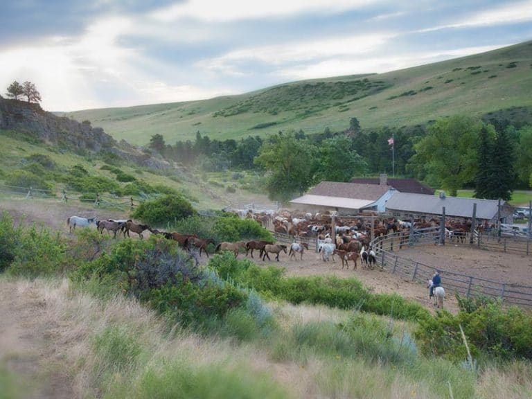 horseback riding in Wyoming at Eatons' Ranch near Sheridan