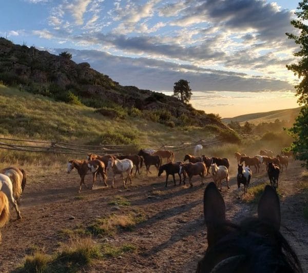 Eaton's Ranch, a Sheridan Wyoming Dude Ranch Destination